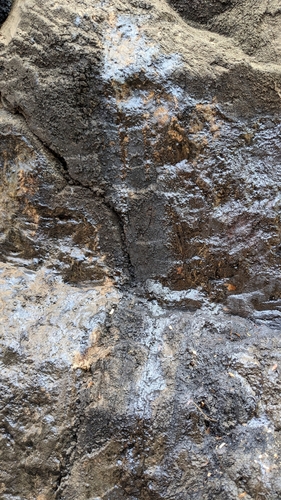 Subspecies Pterocarpus marsupium marsupium · iNaturalist United Kingdom