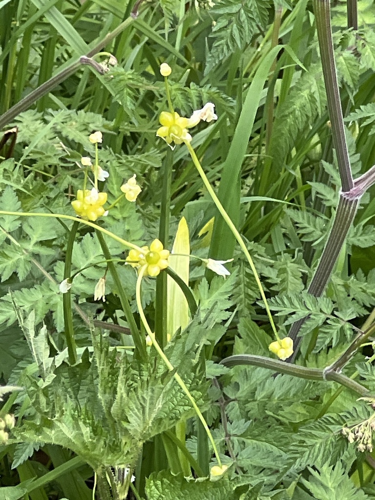 Few-flowered Leek from Royal Ave, York, England, GB on April 29, 2024 ...