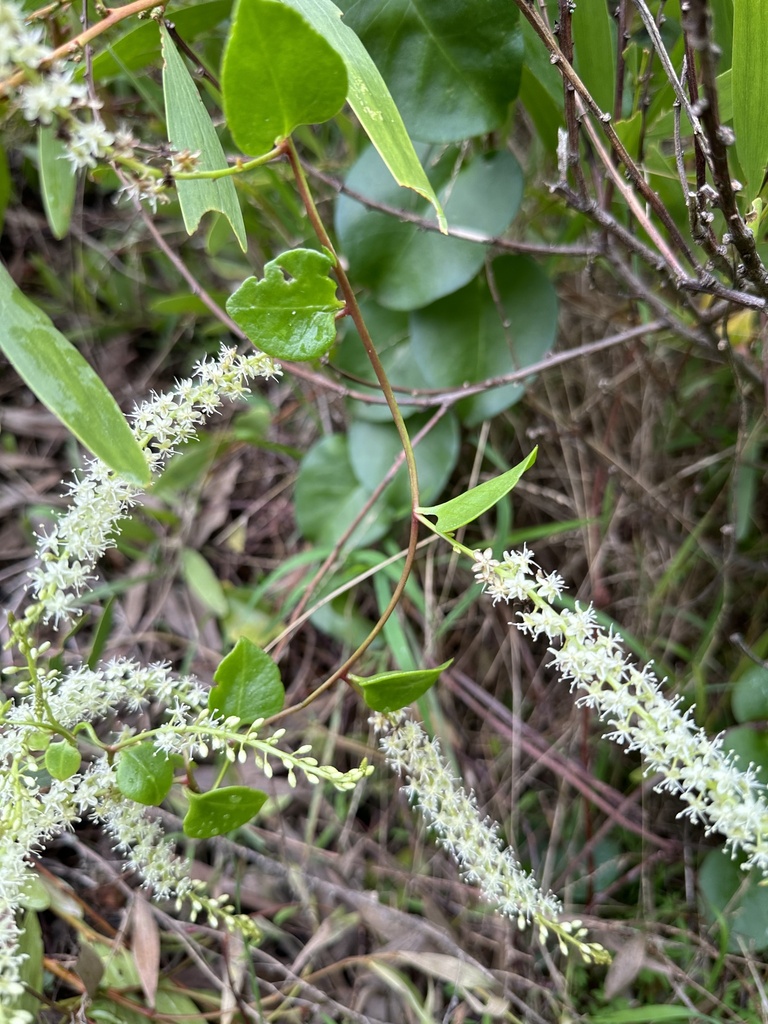 Mignonette vine from Nepean Hwy, Aspendale, VIC, AU on April 29, 2024 ...