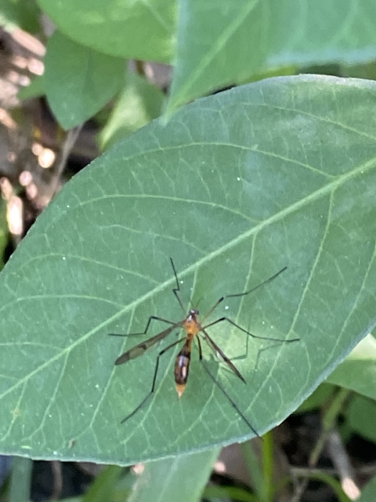 Crane Flies from Moss Kolnik Drive, Amanzimtoti, KZN, ZA on April 28 ...