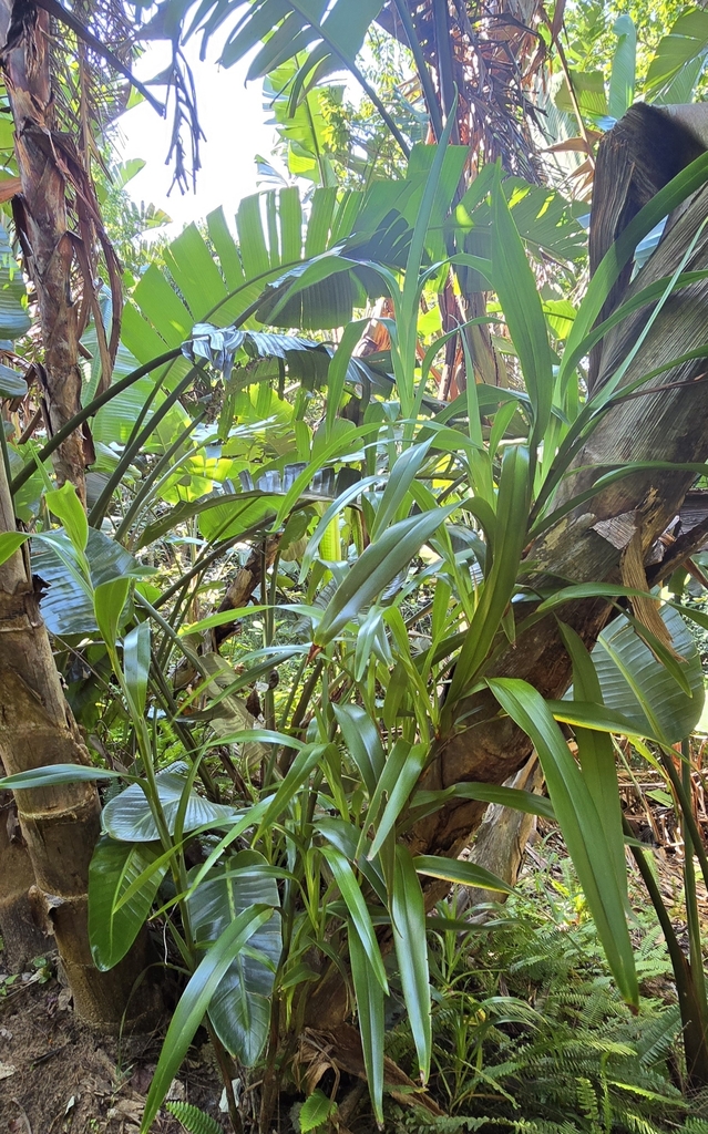 Blue Flax-lily from Trafalgar, Southbroom, South Africa on April 29 ...