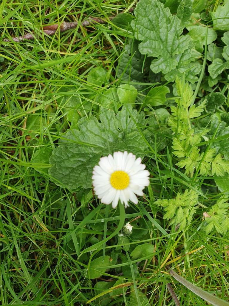 Lawn daisy from Heslington, York YO10, UK on April 29, 2024 at 12:24 PM ...
