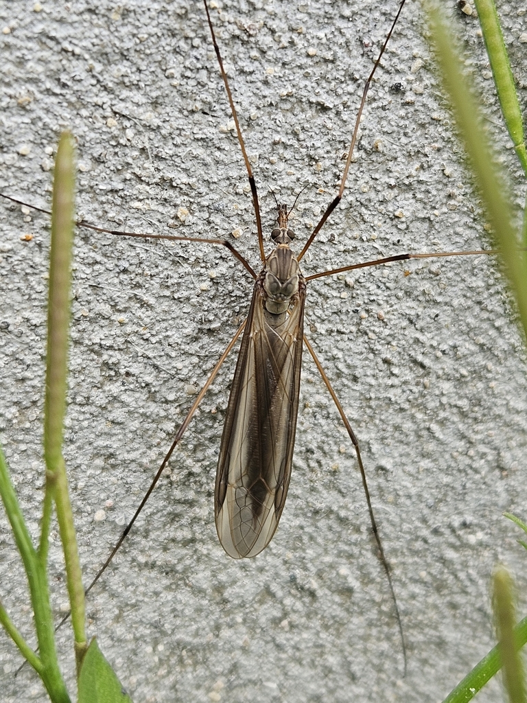 Marsh Crane Fly from London, ON N6K 4Y9, Canada on April 28, 2024 at 02 ...