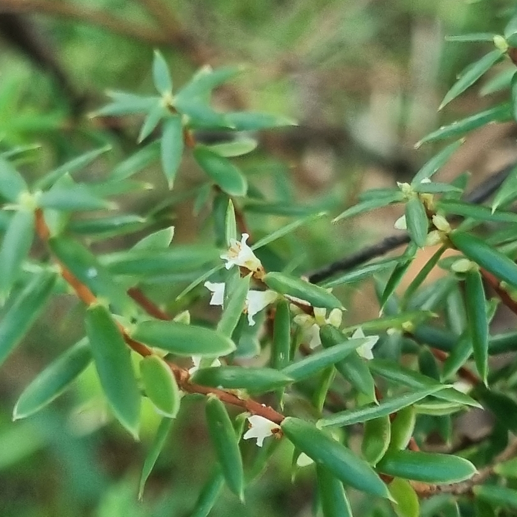heath family from Nambour QLD 4560, Australia on April 29, 2024 at 04: ...