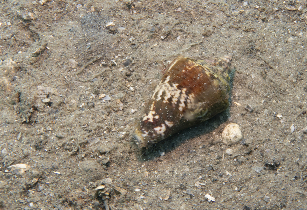 Hawkwing Conch from Riviera Beach, FL, USA on April 26, 2024 at 08:50 ...