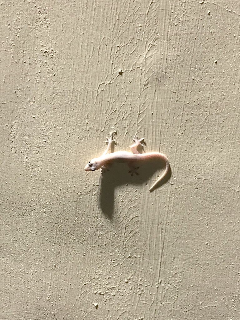 Asian House Gecko from 和平路187號, 彰化市, , TW on April 30, 2019 at 09:59 PM ...