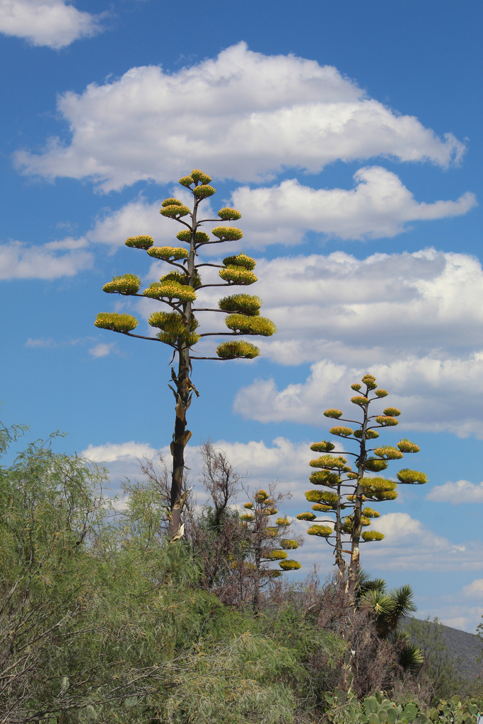 century plants from Saltillo, Coah., México on April 26, 2019 by Luis ...