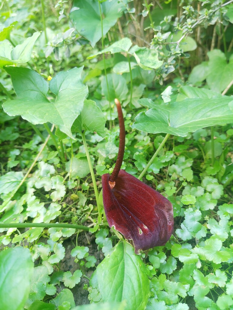 Divaricate Typhonium from 台灣臺北 on April 28, 2024 at 03:39 PM by ...