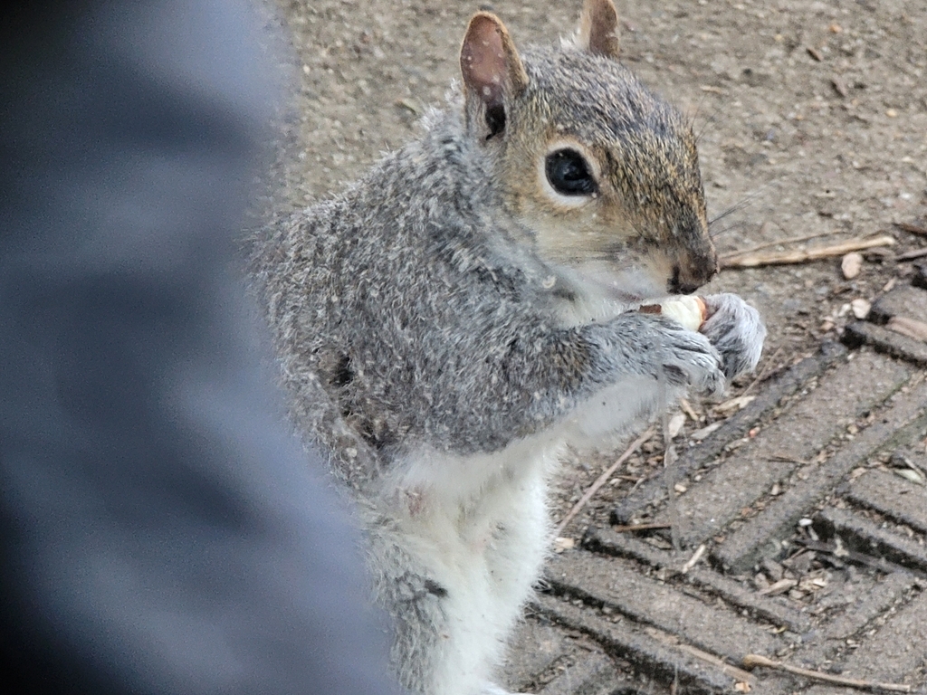 Eastern Gray Squirrel in April 2024 by Elwuo Neline · iNaturalist