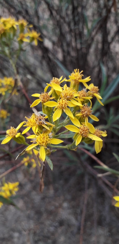 Willow Ragwort from Unnamed Road, Estado de México, México on April 29, 2019 at 02:41 PM by ...