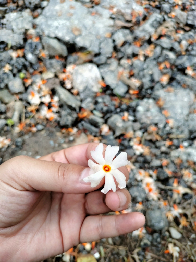 Night-flowering Jasmine from 7JM6+59H, Sikkim 737102, India on October ...