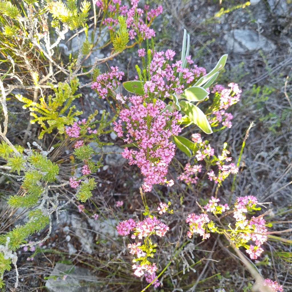 Heaths from Overstrand Local Municipality, South Africa on April 29 ...