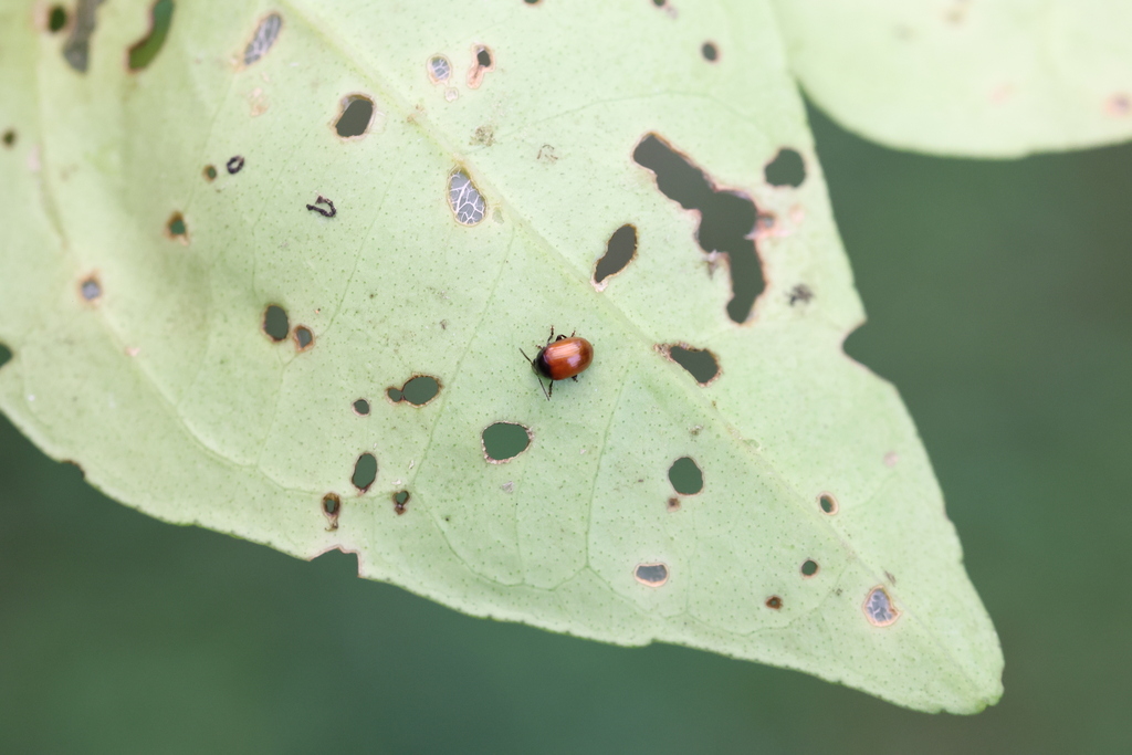 Podagricomela nigricollis from 香港西貢 on April 28, 2024 at 05:05 PM by Yip Pak Kin Wesley ...