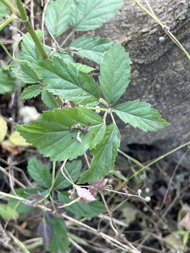 southern dewberry from Northeast Side, Cibolo, TX, US on April 29, 2024 ...