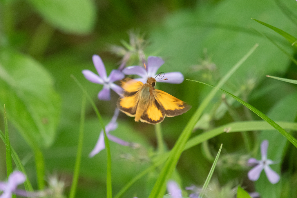 Zabulon Skipper from Valmeyer, IL, USA on April 27, 2024 at 01:04 PM by ...