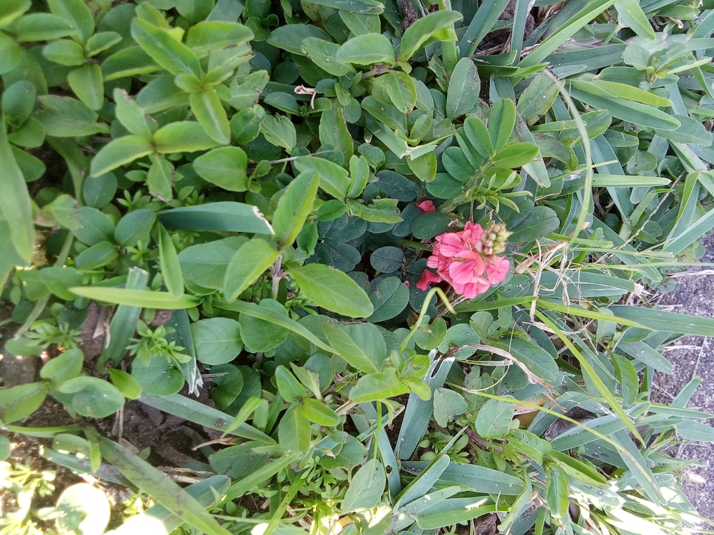 Indigos from Mzamba Beach on April 29, 2024 at 02:32 PM by Fezeka Mtwa ...