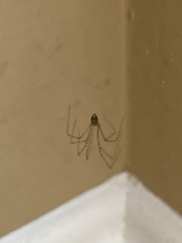Common Cellar Spiders from Thornbrook Rd, Ellicott City, MD, US on ...