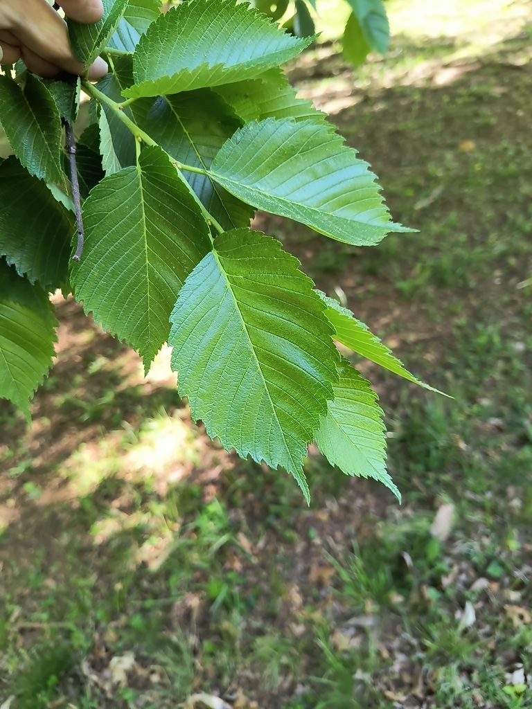 American elm from Roanoke, VA 24014, USA on April 29, 2024 at 11:20 AM ...
