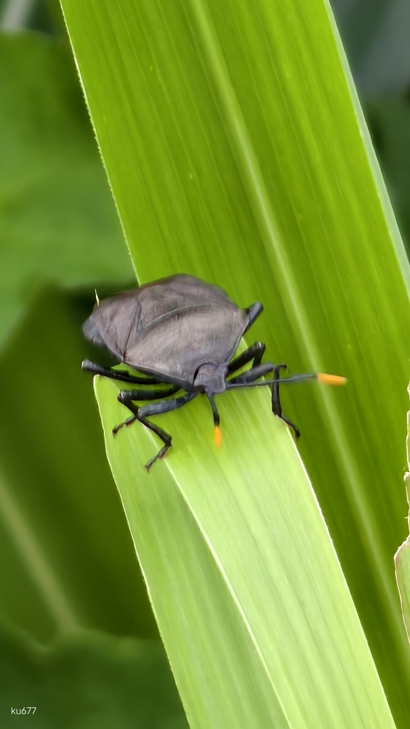 Coridius chinensis from Chiayi County, TW-TA, TW on April 29, 2024 at ...