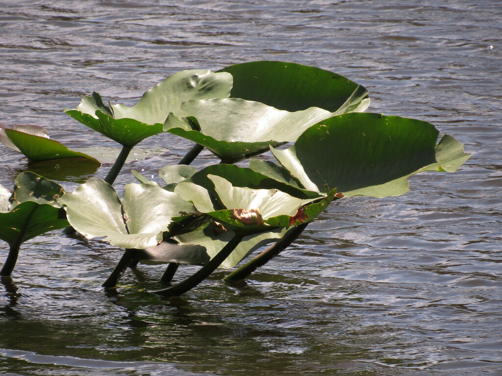 spatterdock from Lake Kissimmee State Park, FL on April 28, 2024 at 12: ...