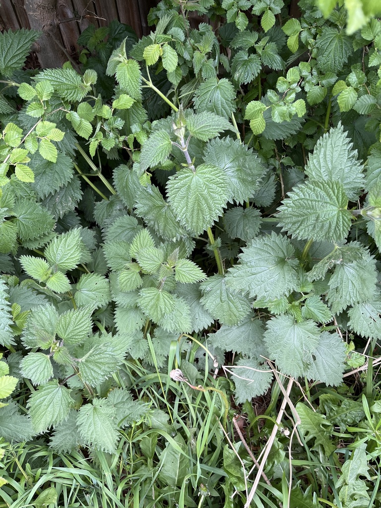 great stinging nettle from Pulleyn Dr, York, England, GB on April 29 ...
