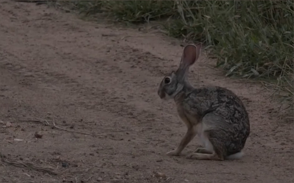 African Savannah Hare from Sabi Sand Nature Reserve, ZA-MP, South ...