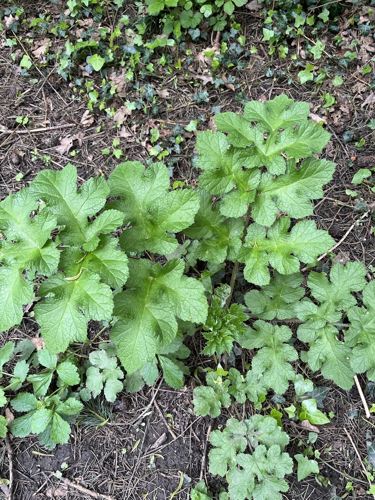 hogweed from Hobmoor Ter, York, England, GB on 29 April, 2024 at 05:28 ...