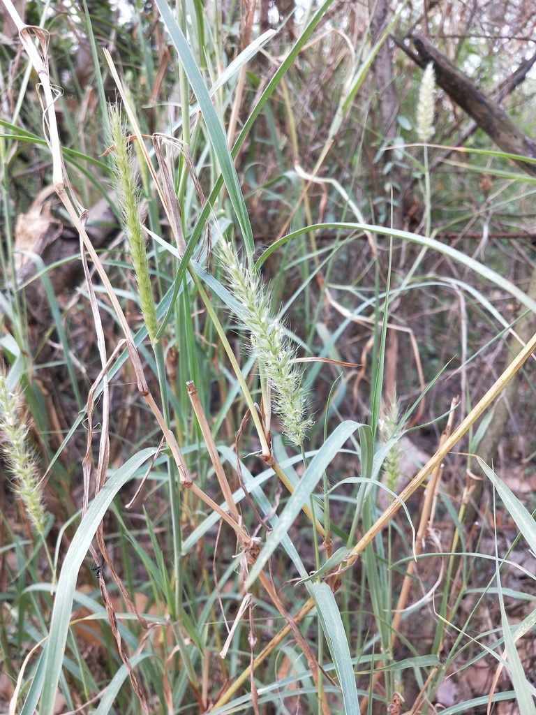 buffelgrass from Vasant Vihar, New Delhi, Delhi, India on April 29 ...