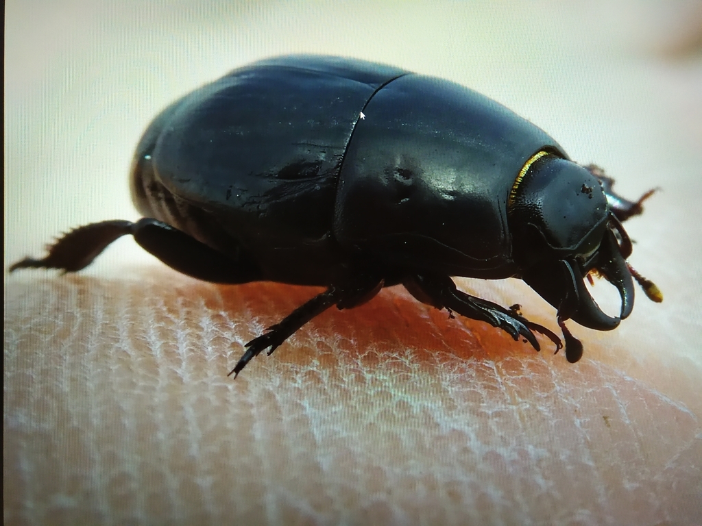 Hister grandicollis from 06620 Cipières, France on April 29, 2024 at 03 ...