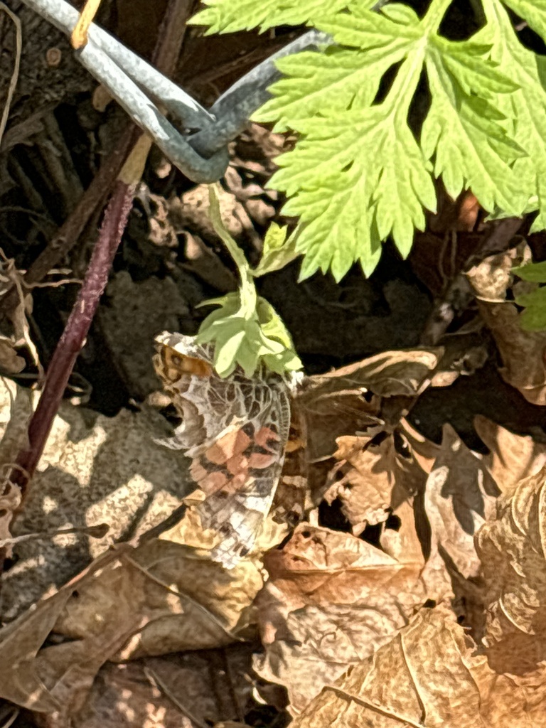 American Lady from Fort Totten Park, New York, NY, US on April 29, 2024 ...