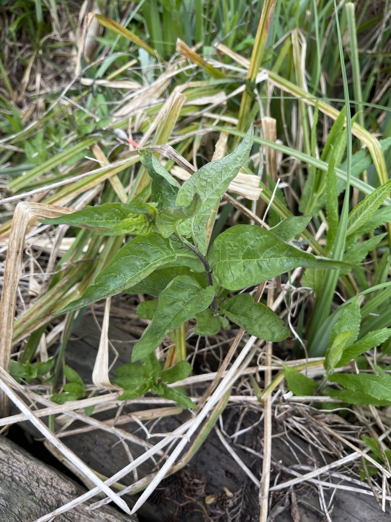 black nightshade from Weddall Close, York, England, GB on April 29 ...