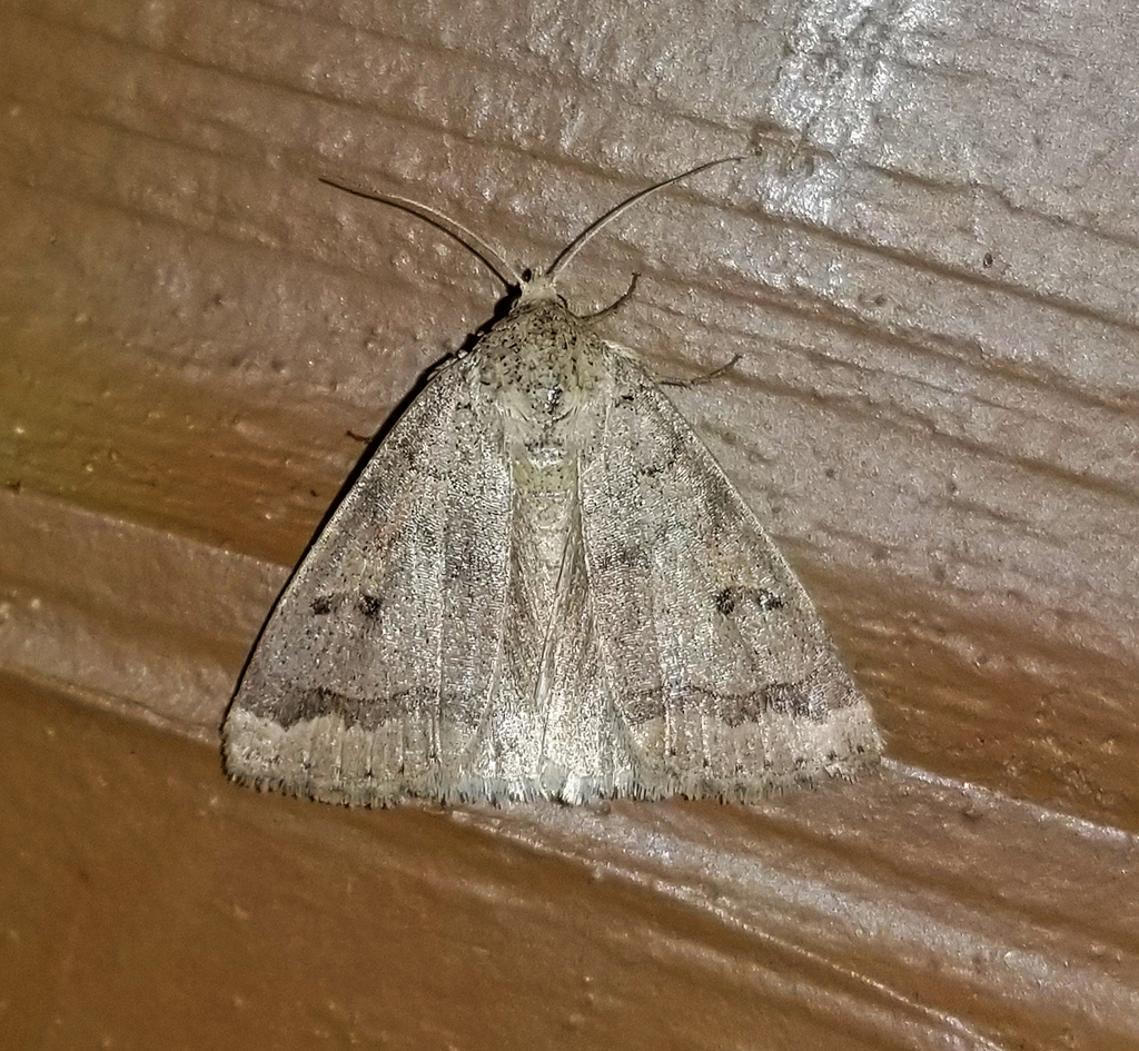 Common Oak Moth from Fentress County, TN, USA on April 28, 2024 at 08: ...