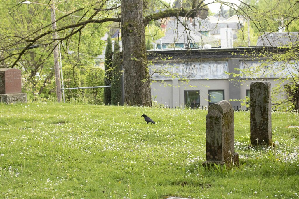 American Crow from Southeast Portland, Portland, OR, USA on April 26 ...