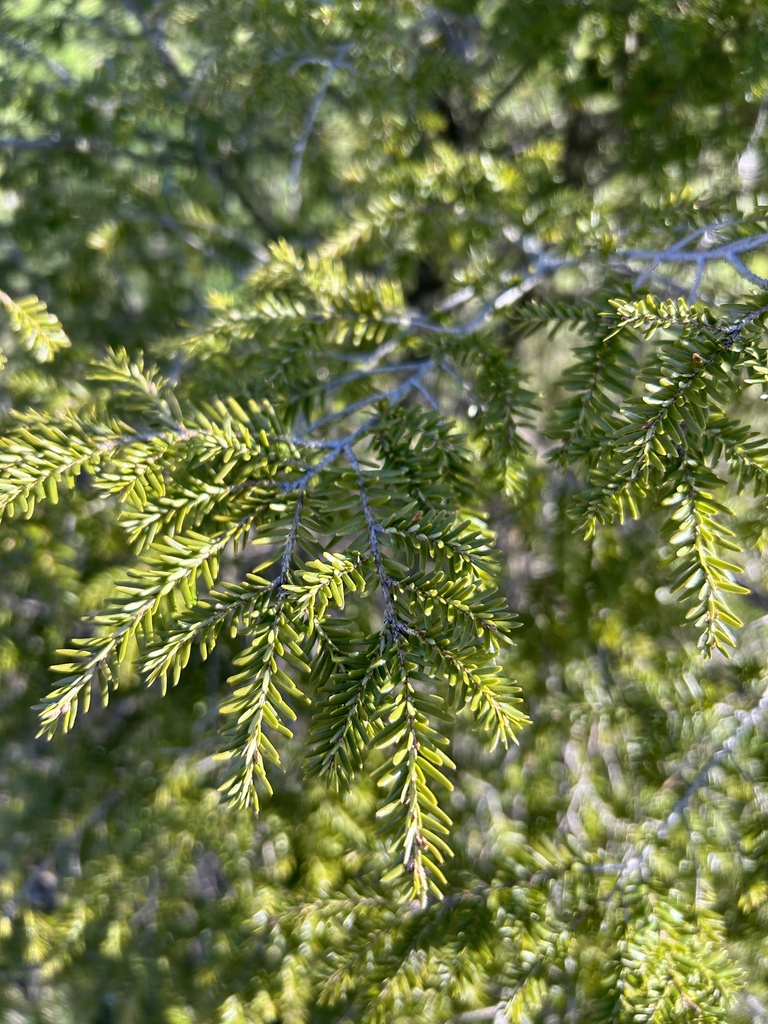 eastern hemlock from Parc des Enfants-de-la-Métairie, Saint-Hyacinthe ...