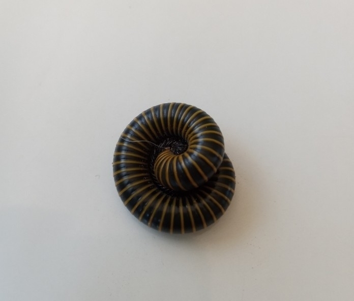 Spirobolus bungii from 0000, Trinidad, Bolivia on April 29, 2024 at 01: ...