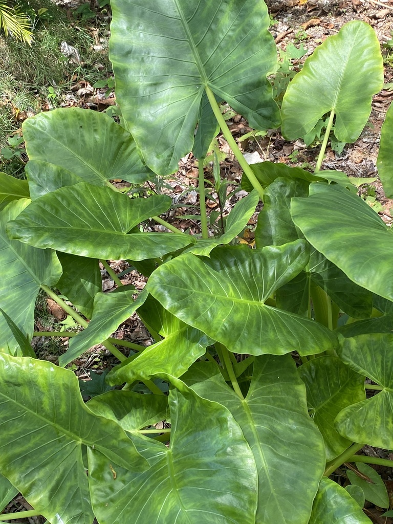 giant taro from Cayo Levantado, Santa Bárbara De Samaná, Samaná, DO on ...