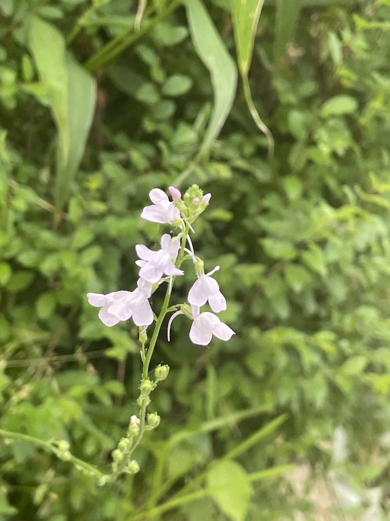 Canada toadflax from Mill Creek Nature Center, Buford, GA, US on April ...