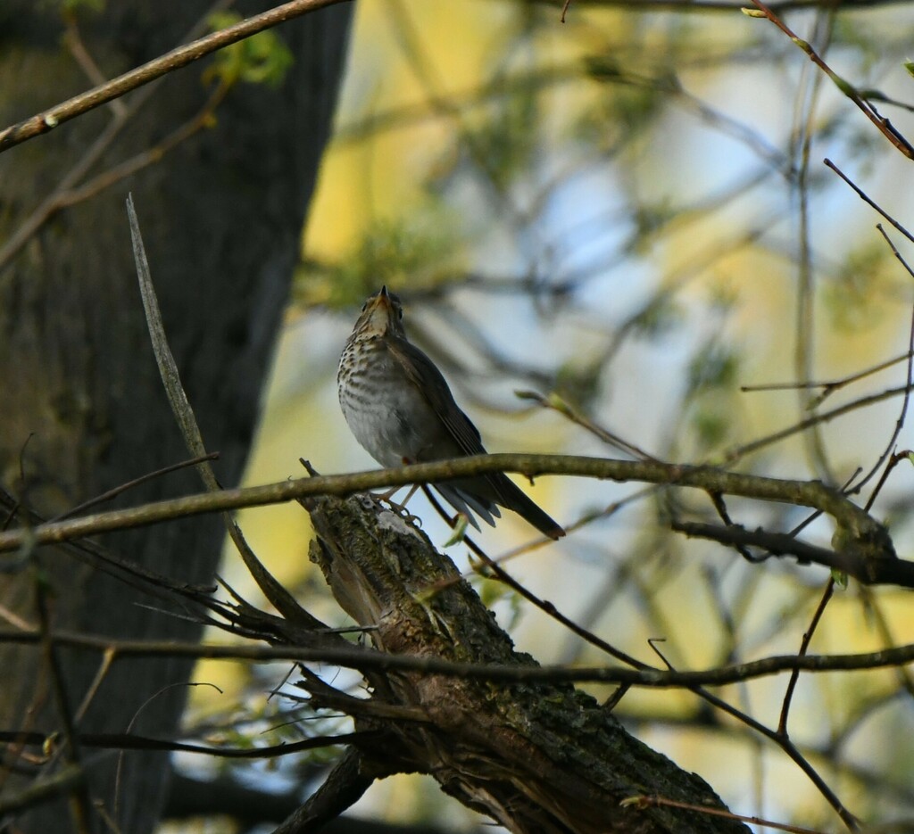 Swainson's Thrush from Akron, OH, USA on April 29, 2024 at 07:22 AM by ...