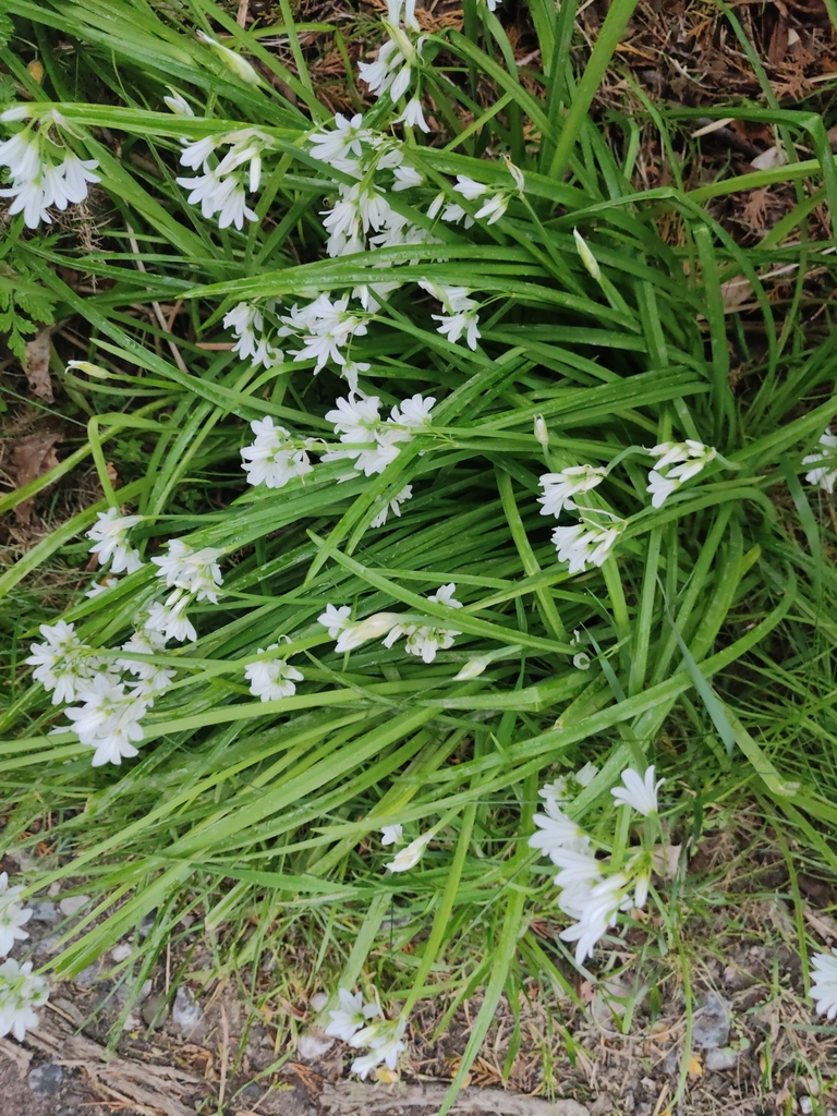 Three-cornered garlic from Heswall, Wirral, UK on April 29, 2024 at 07: ...