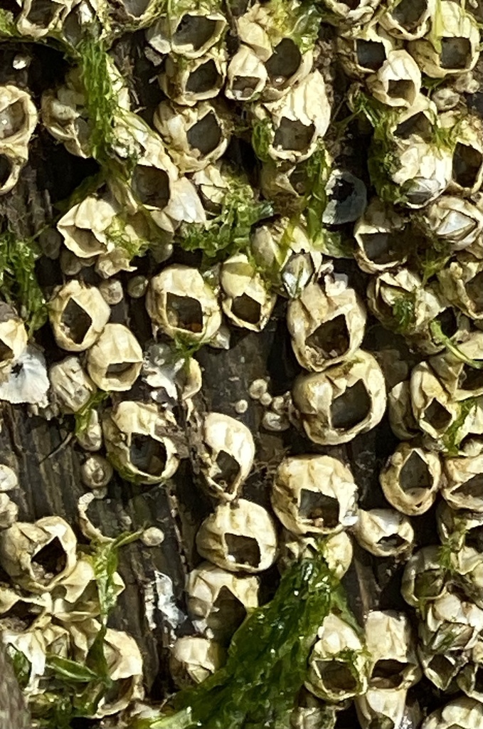 Bay Barnacle from Rappahannock River, Center Cross, VA, US on April 29 ...