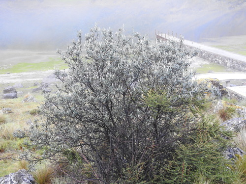 Buddleja montana · iNaturalist