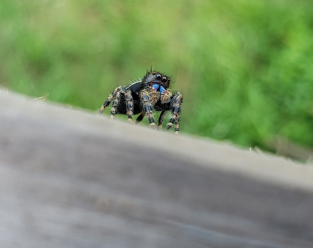 Bold Jumping Spider in April 2024 by Meg L · iNaturalist