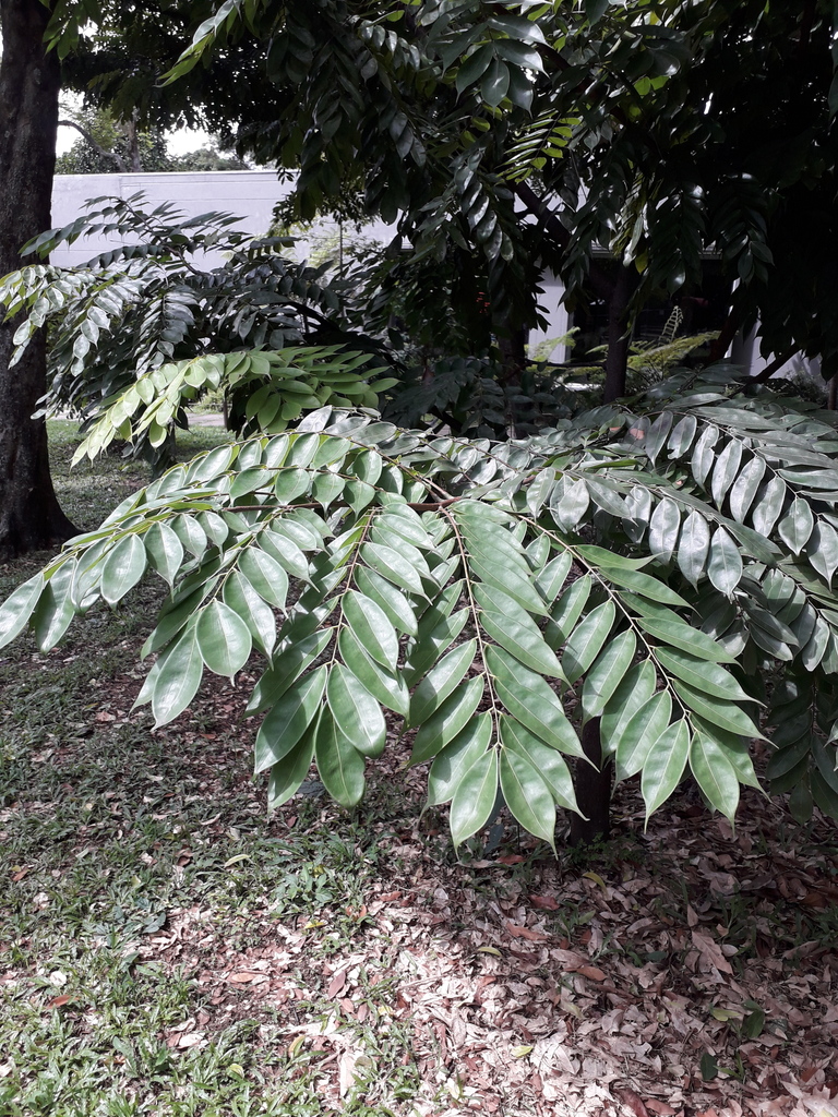 (Brownea stenantha) - Botanical Realm