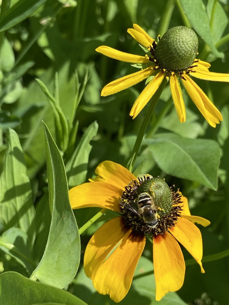 Yellow-shouldered Drone Fly from Malone Cliff View, Dallas, TX, US on ...