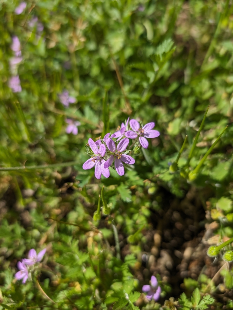 musk stork's-bill from South Natomas, Sacramento, CA, USA on April 29 ...