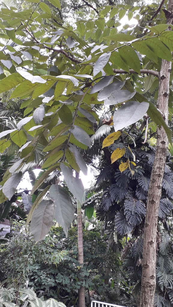 Andean Walnut in April 2019 by Juan David Fernandez · iNaturalist