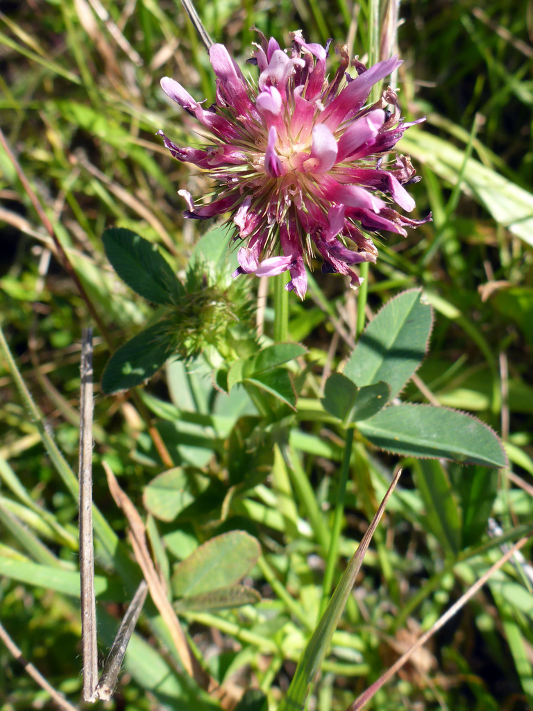 springbank clover from Abbott's Lagoon on May 15, 2016 by Henry Fabian ...