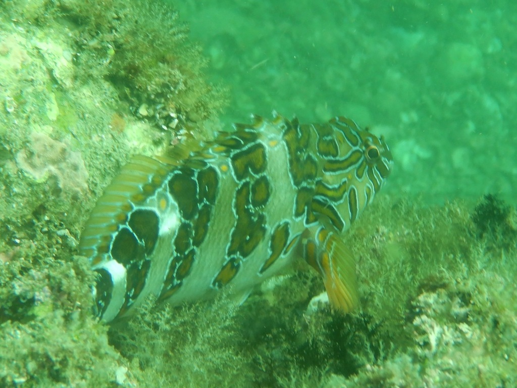 Giant hawkfish from Zihuatanejo, Guerrero, Mexico on April 16, 2019 at ...