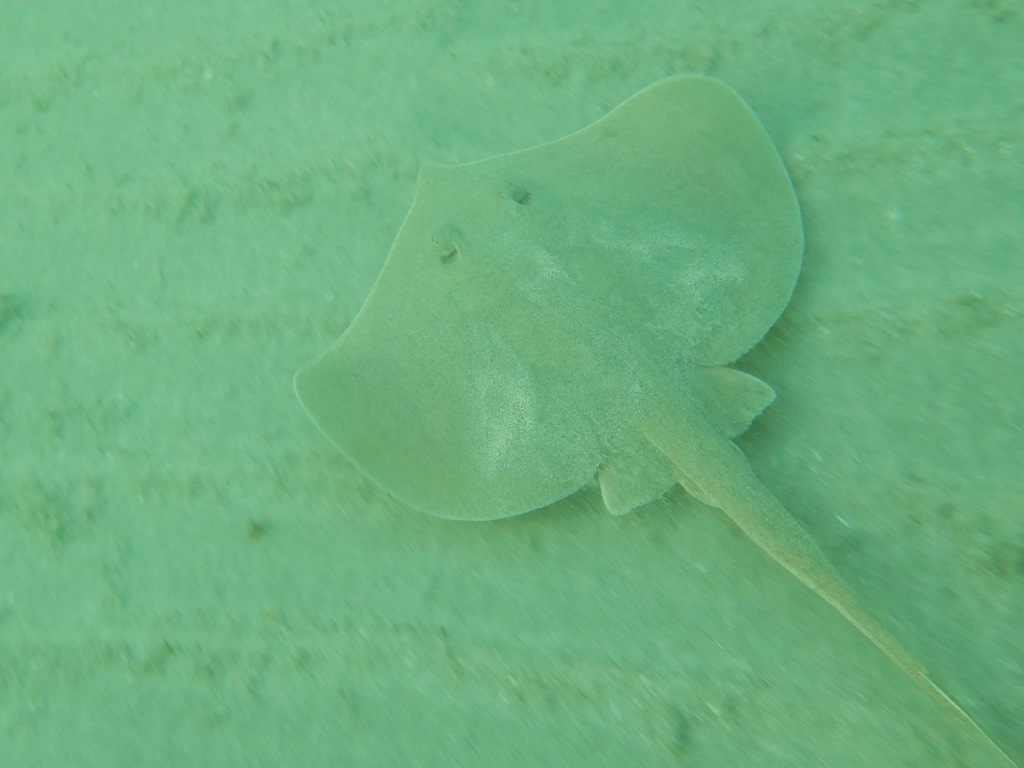 Spiny-tail Round Ray from Zihuatanejo, Guerrero, Mexico on April 16 ...
