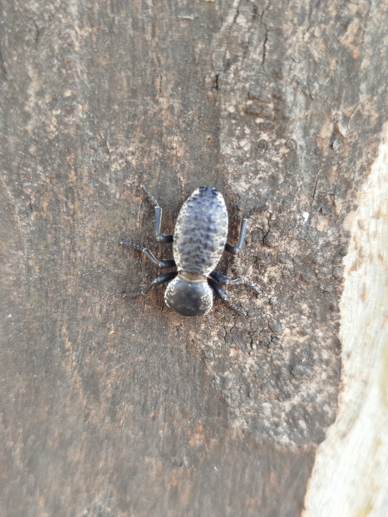 Zopherus from Parque Nacional Cerro de la Estrella, Ciudad de México ...